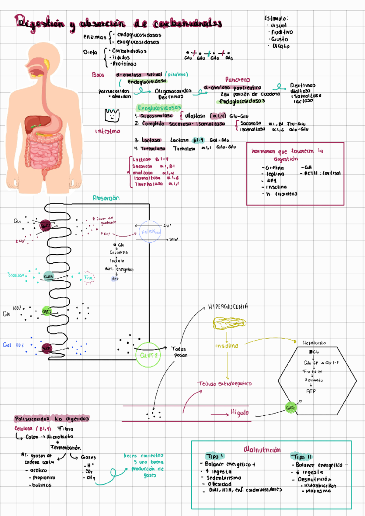 Bioquímica 1er parcial - Digestion y absorcion de carbohidratos-1 - Digestein y obsercion de ...
