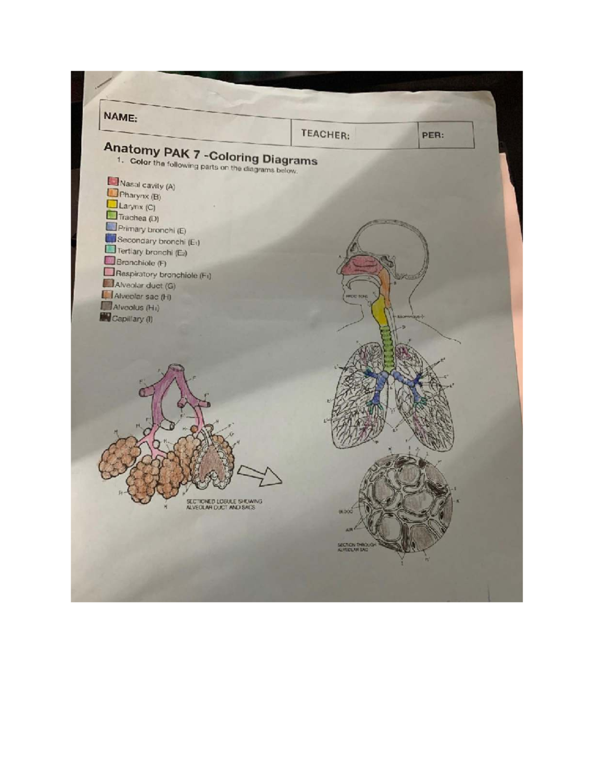 Anatomy PAK 7 Coloring Diagrams: Respiratory Volumes & Structures - Studocu