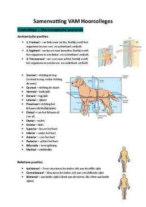 Voorbereiding Practicum: Dissectie van de Rat en Anatomie Analyse ...