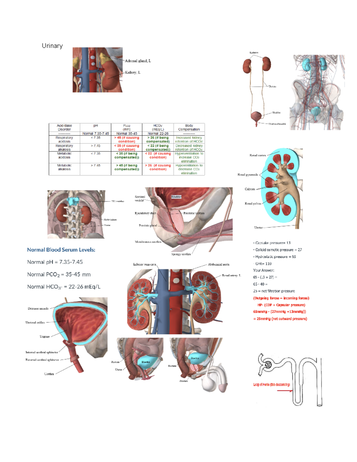 AP2mod7pics - AP 2 module 7 photos to study from - Urinary Kidneys ...