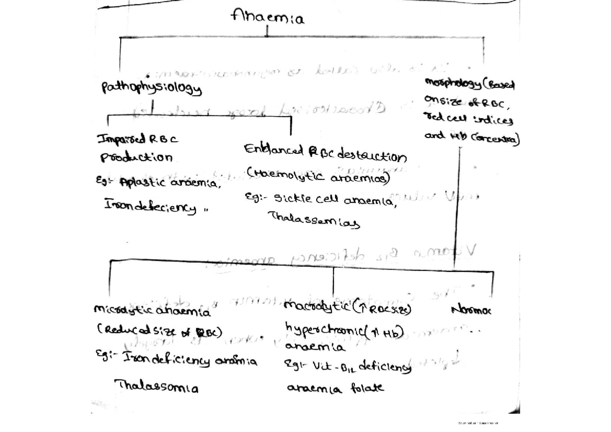Anaemia Pathophysiology and Morphology (MED101) - Studocu