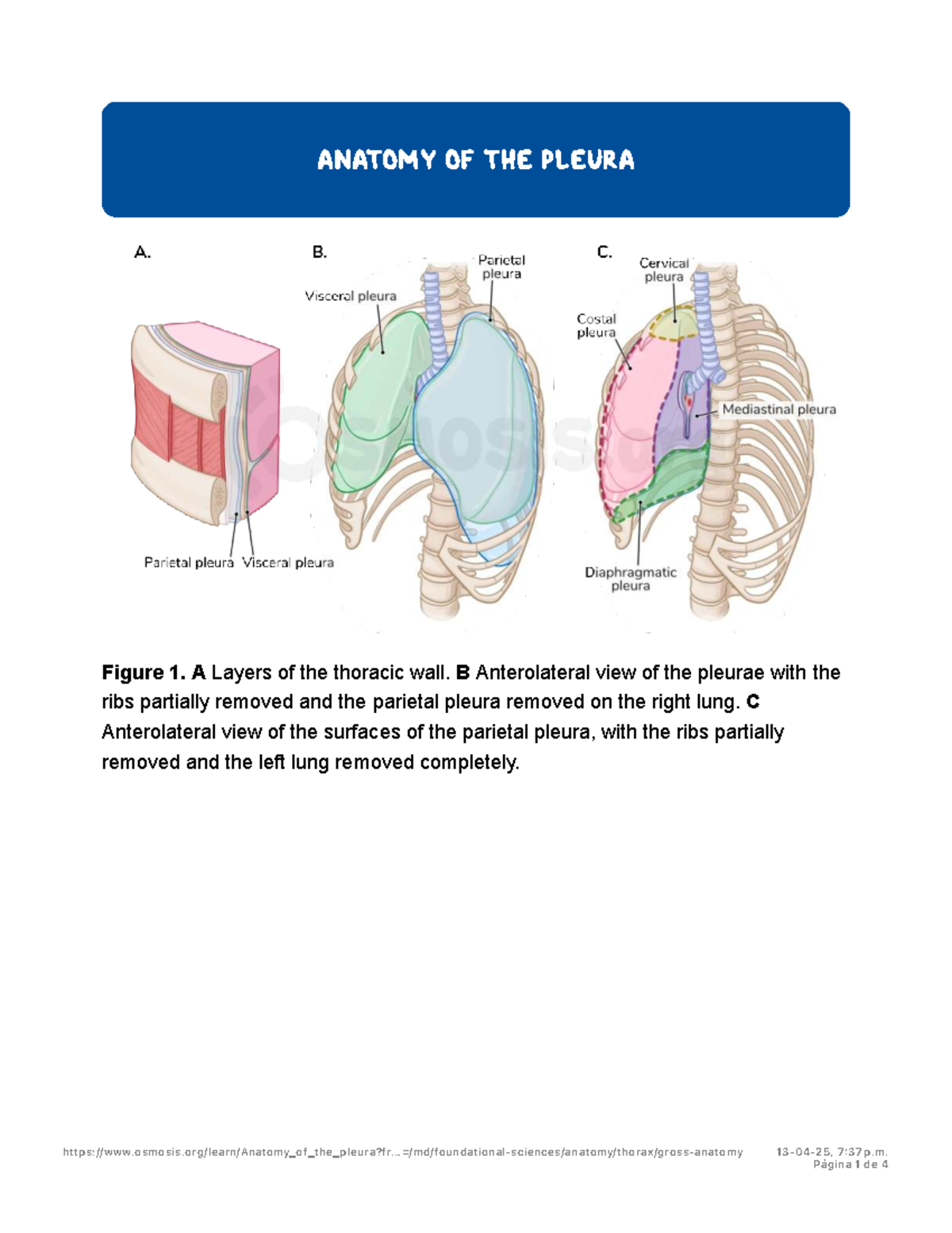 Anatomy of the pleura- Video, Causes, & Meaning Osmosis - ANATOMY OF ...