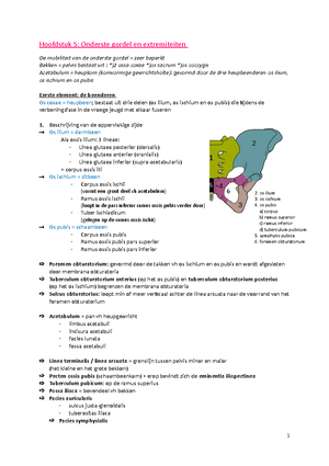 Kniegewricht - articulatio genu = kniegewricht te kennen van femur ...