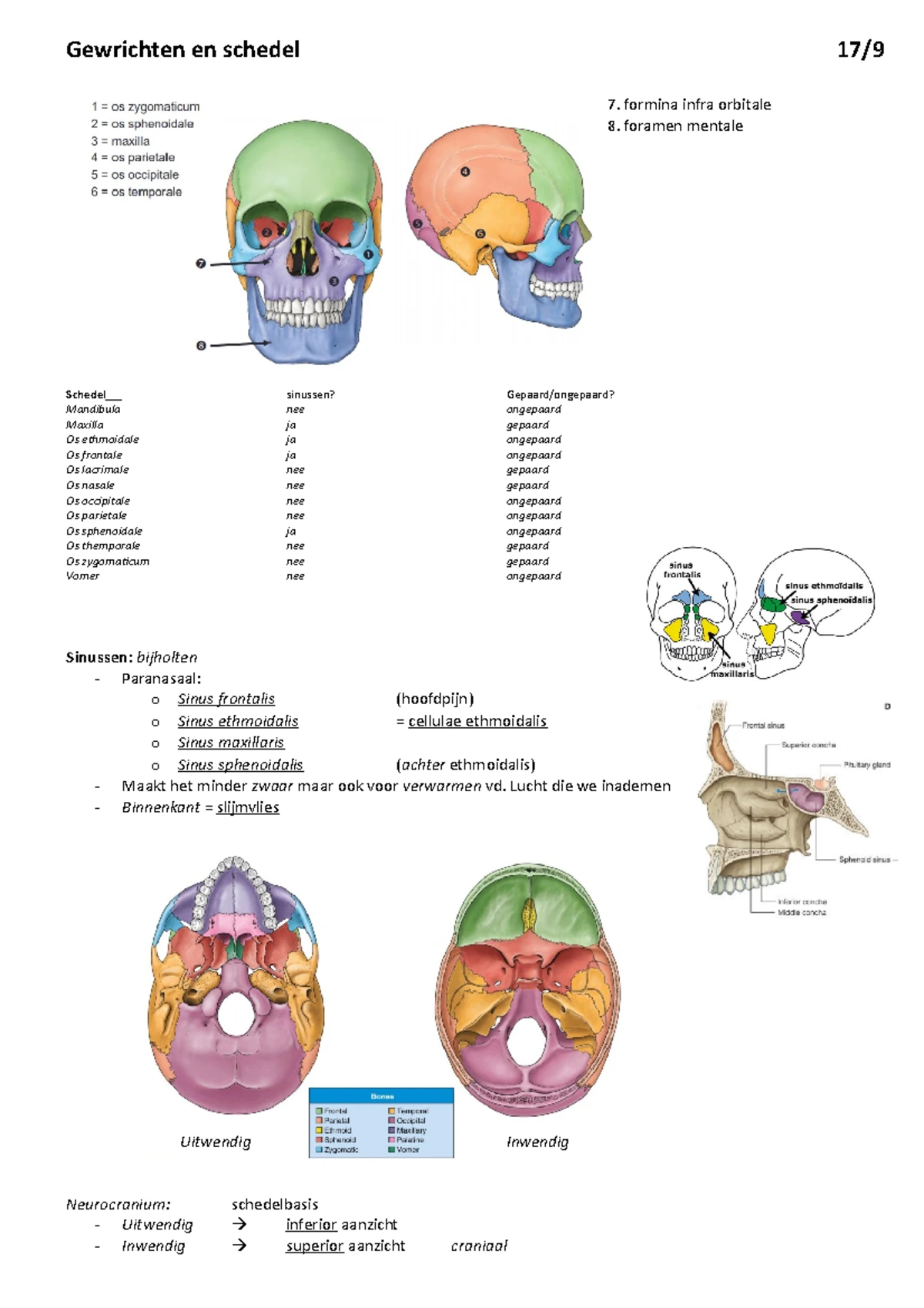 Anatomie Anatomie - Botten en schedel I - Anatomie – Botten en schedel ...