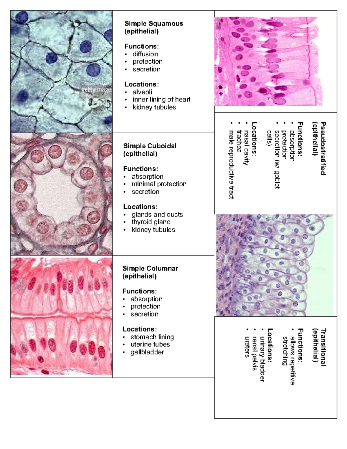 Histology Flash Cards: Epithelial, Connective, and Muscle Tissues - Studocu