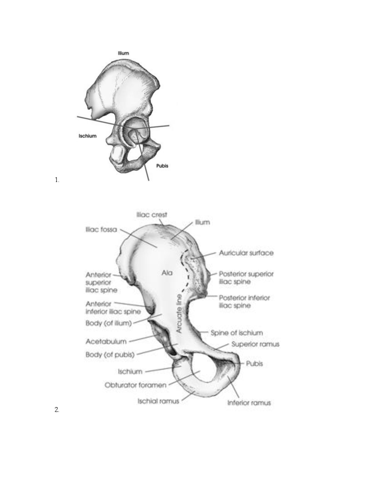 Hip Anatomy Labeling Study Guide - Helps Me Prepare - Studocu
