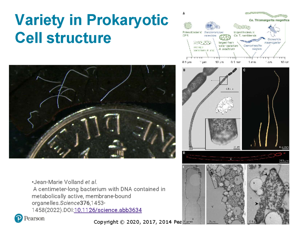 Eukaryotic Cell Structures: Overview and Functions (BIO 101) - Studocu