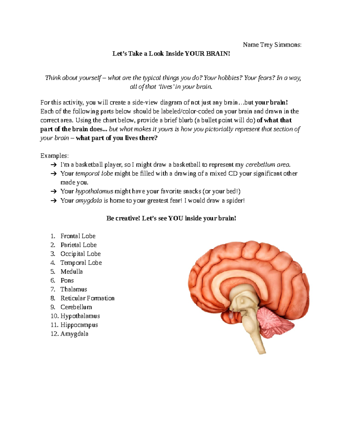 Let's Look Inside Your Brain: An Activity on Brain Structure - Studocu