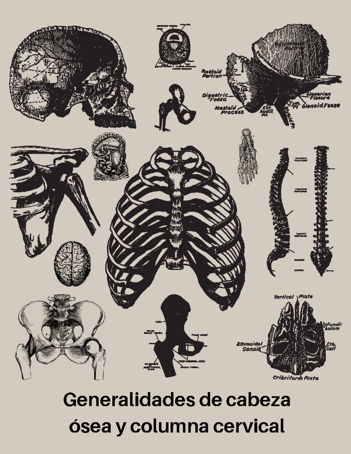 Generalidades de Cabeza Ósea y Columna Cervical: Resumen - Studocu