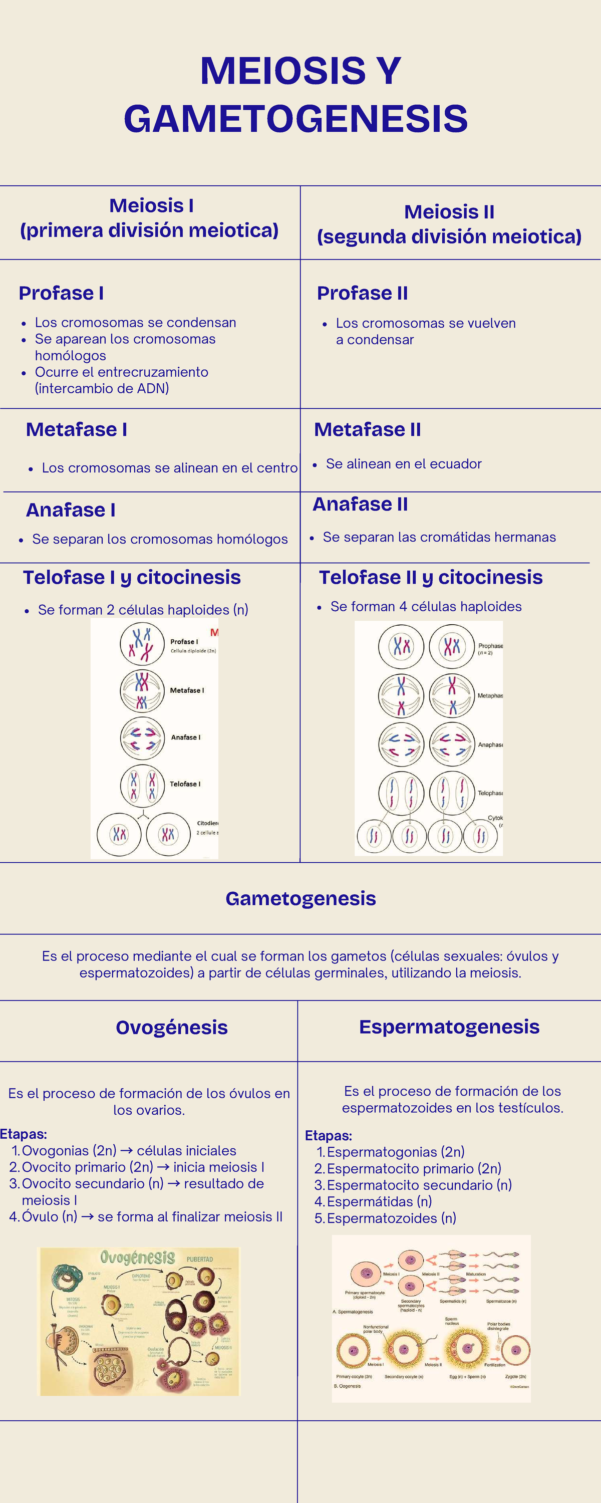 MEIOSIS Y GAMETOGENESIS: Infografía Proyecto Ciencias Naturales - Studocu