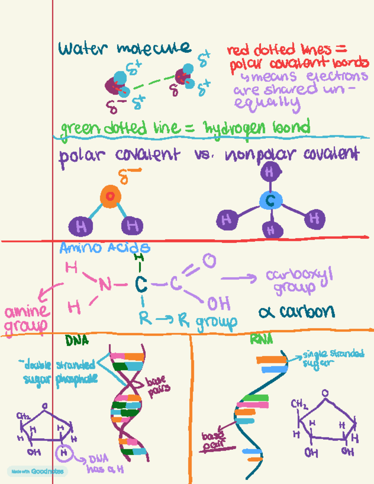 Macromolecules - BIOL1081 - water molecule red dotted lines = St ...