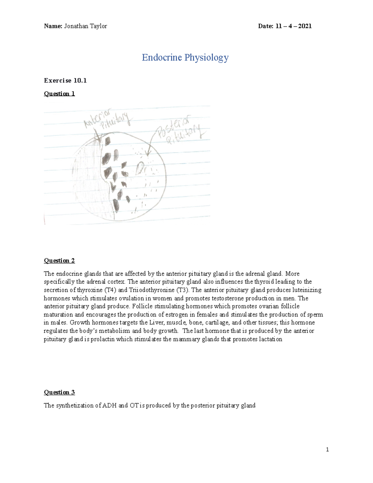 Endocrine Physiology Lab Report - Exercise 10 Analysis - Studocu