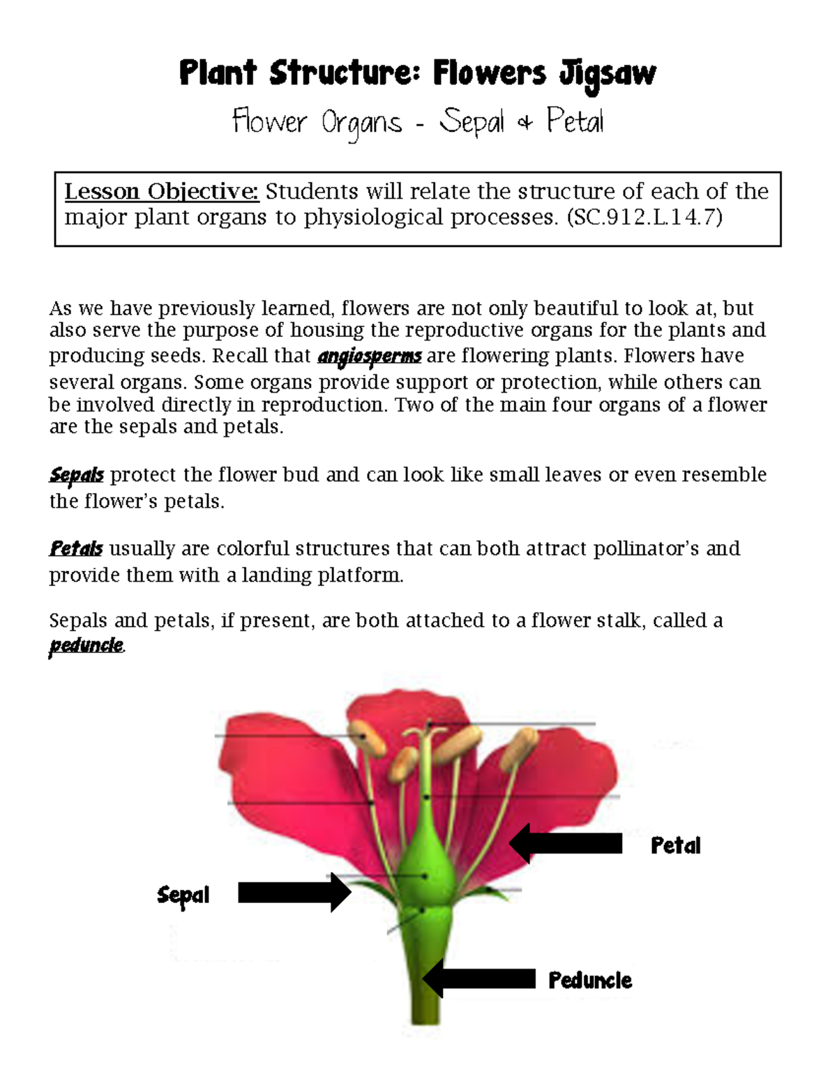 Plant Structure: Flowers Jigsaw - Organ Functions & Adaptations (SC.912 ...