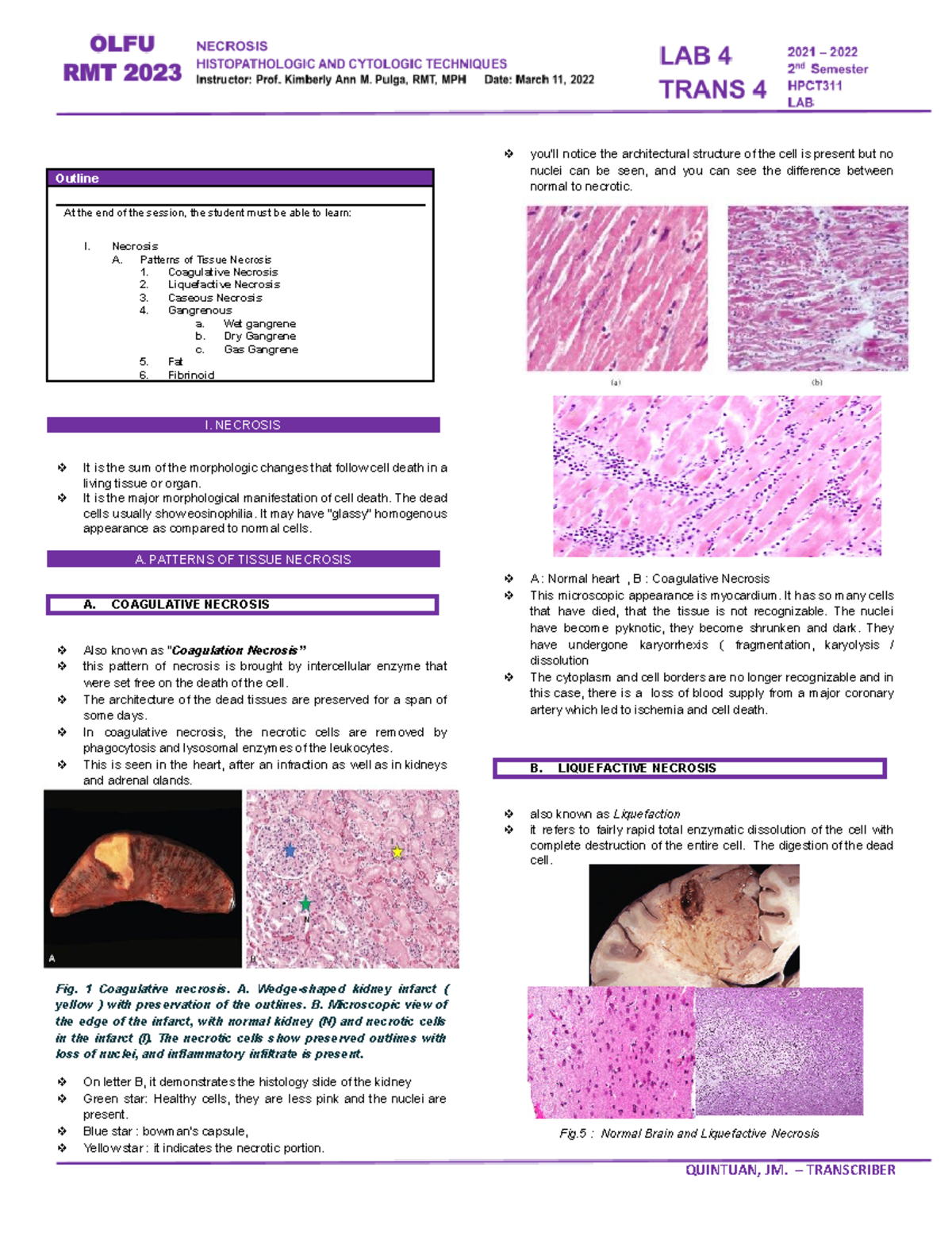 HPCT311LAB- Trans-4 - histopathology - Outline At the end of the ...