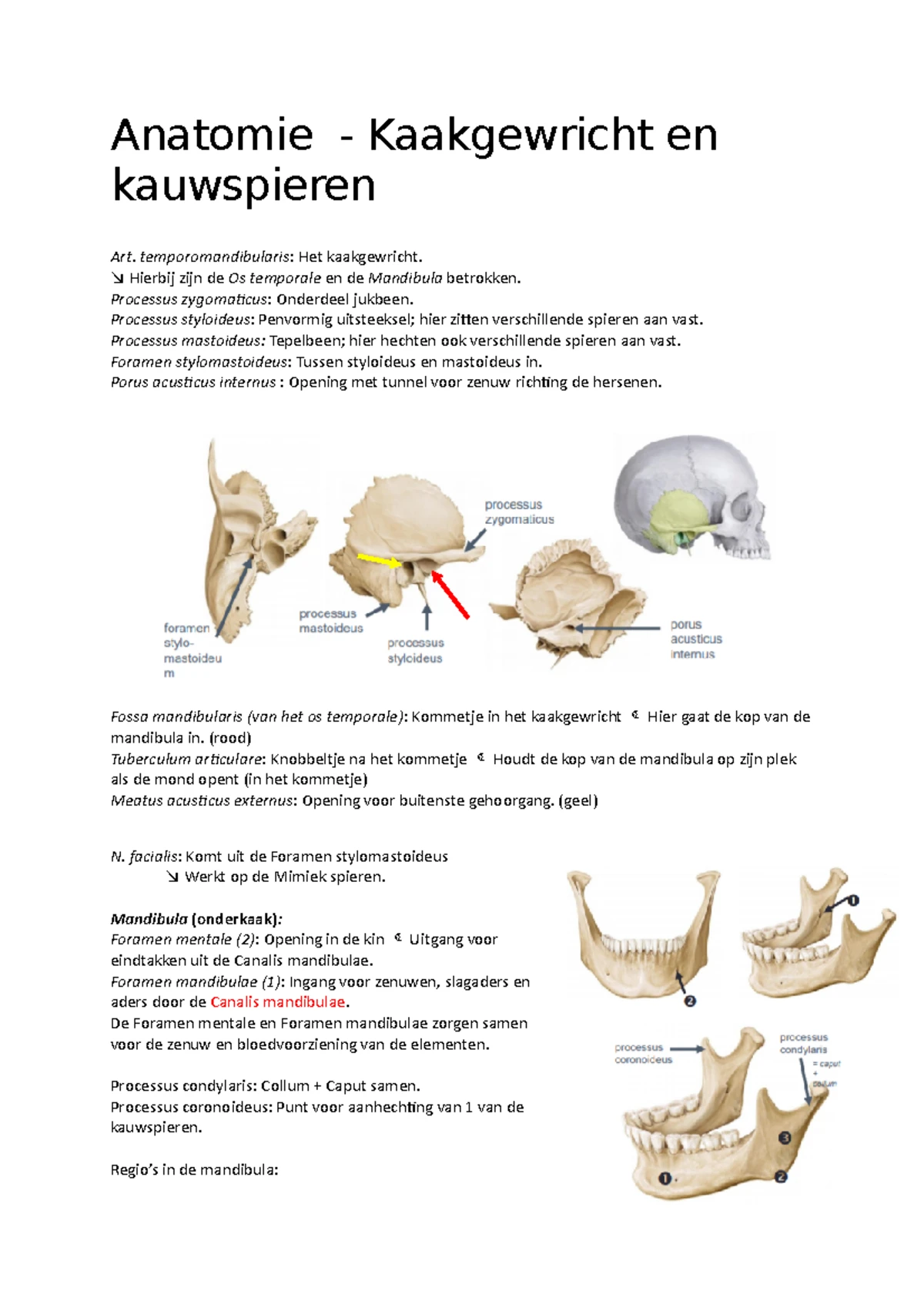 Anatomie - Gewrichten en schedel - Anatomie - Gewrichten en schedel Het ...