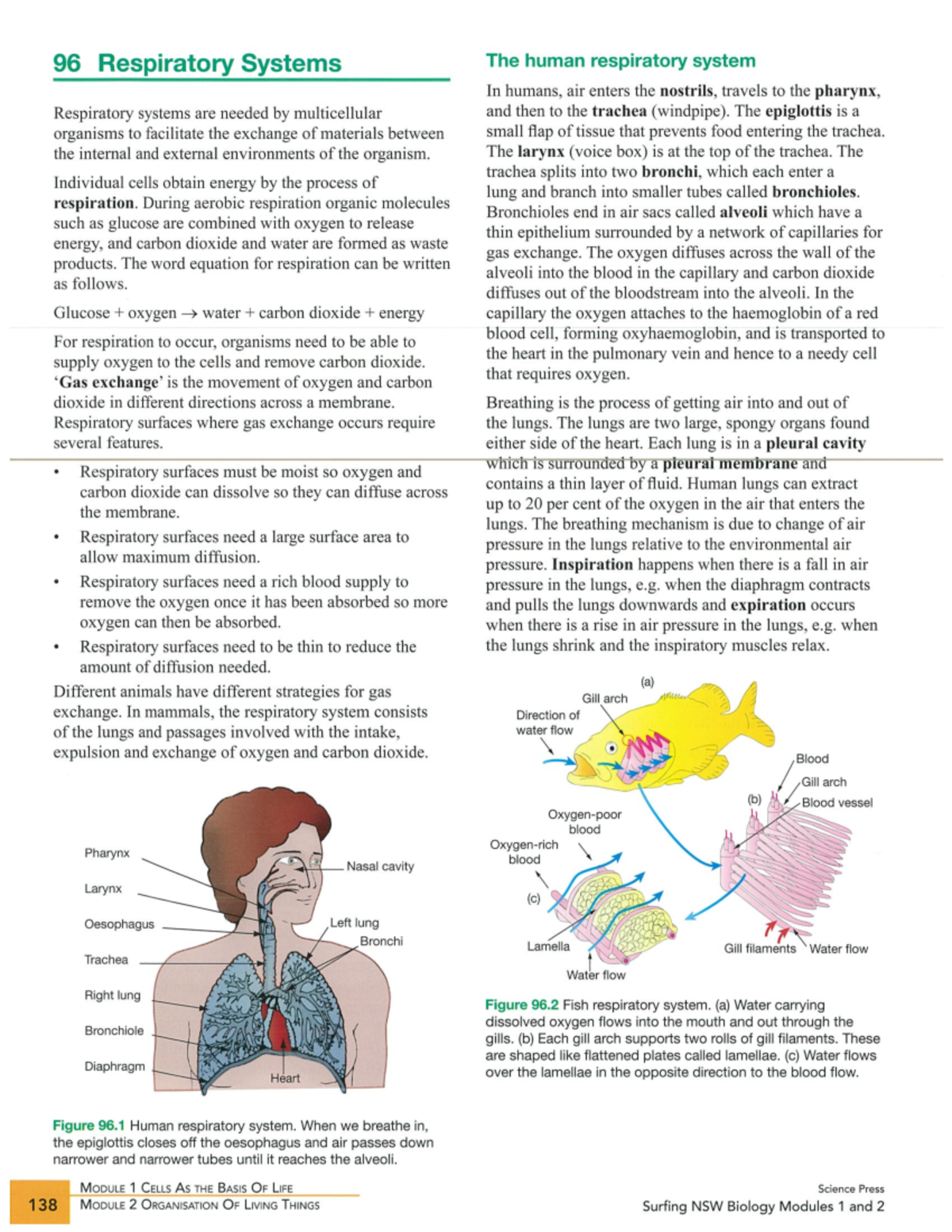 Repiratory & Digestive Systems + Comparison - 96 Respiratory Systems ...