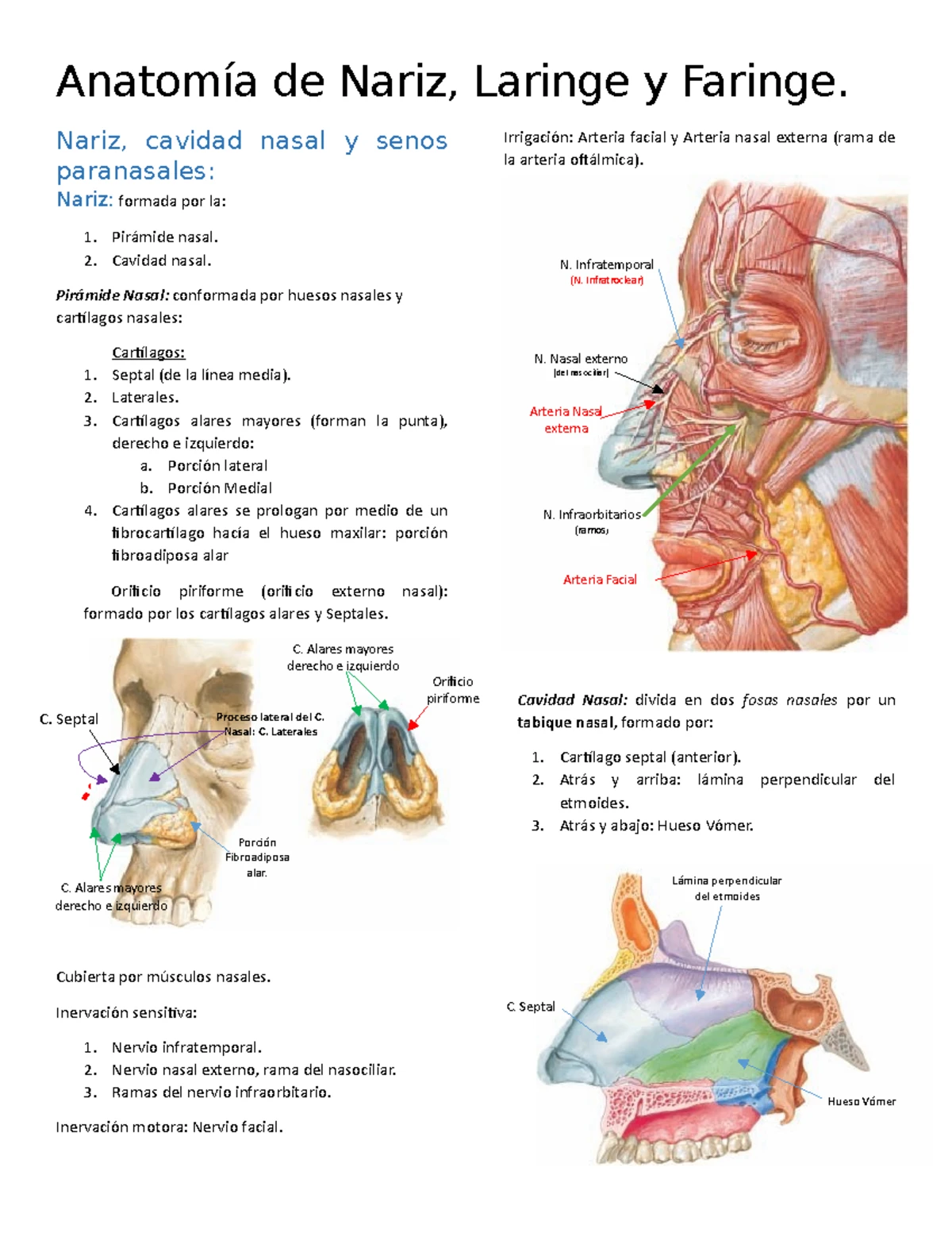 Estudio del Hueso Maxilar: Anatomía y Características Detalladas - Studocu