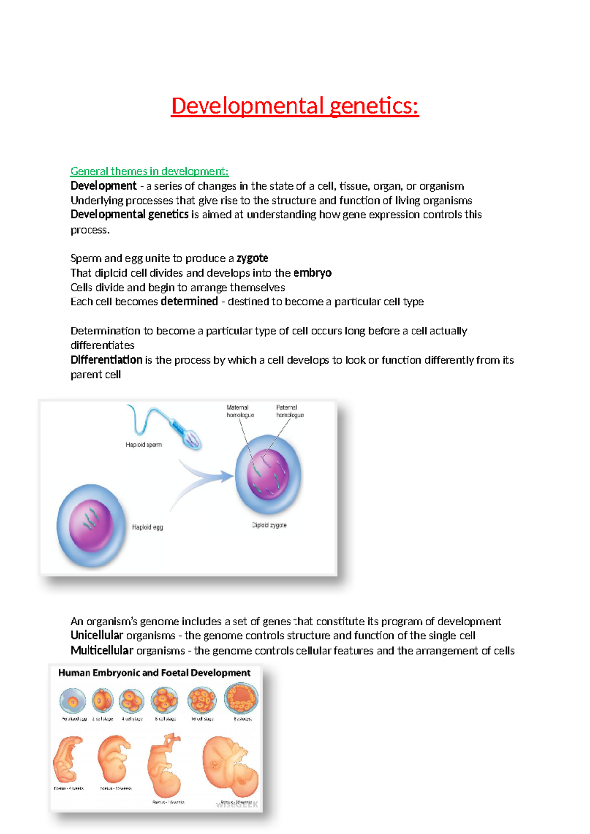 Developmental Genetics: Exploring Genes in Organism Development - Studocu