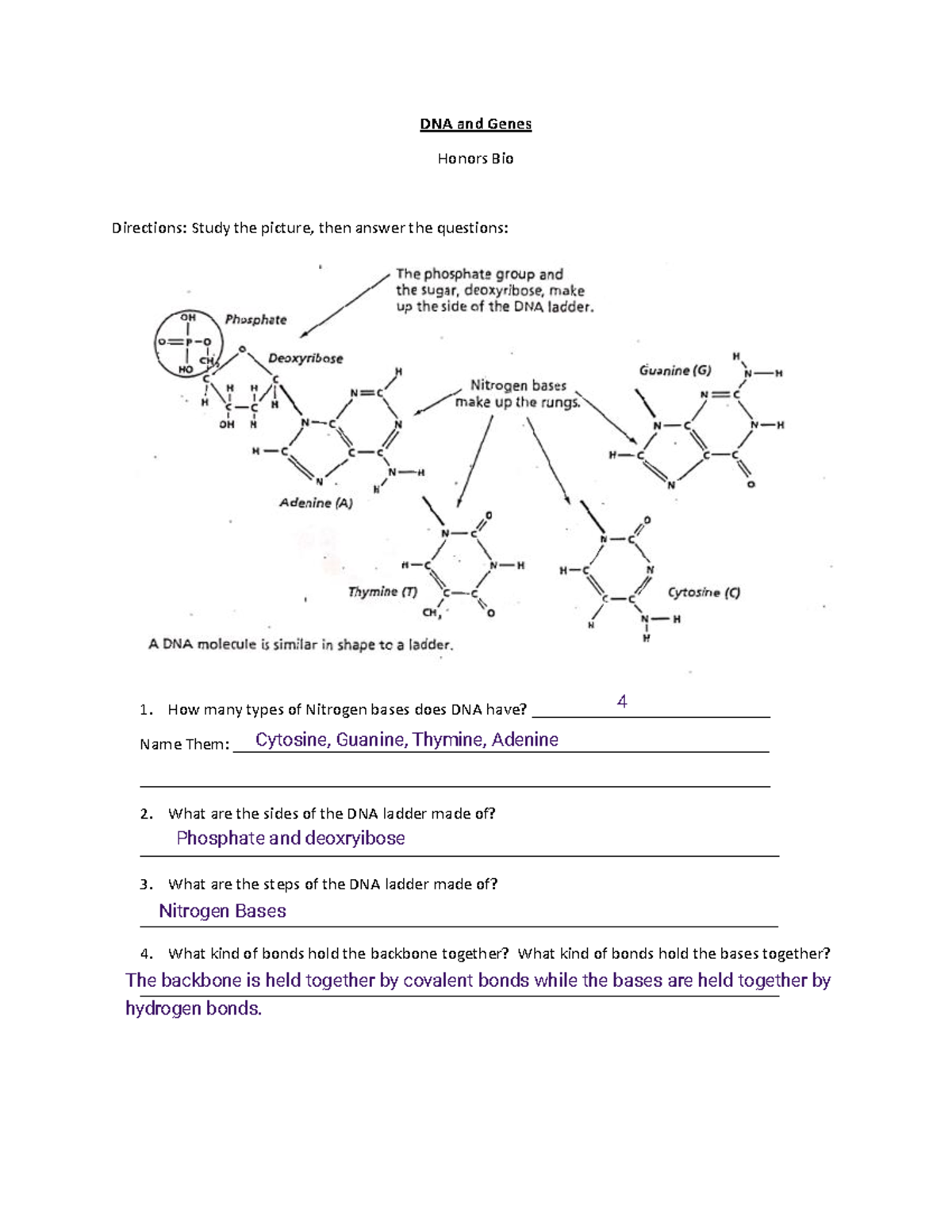 DNA and Genes Worksheet - Honors Bio Study Guide - Studocu