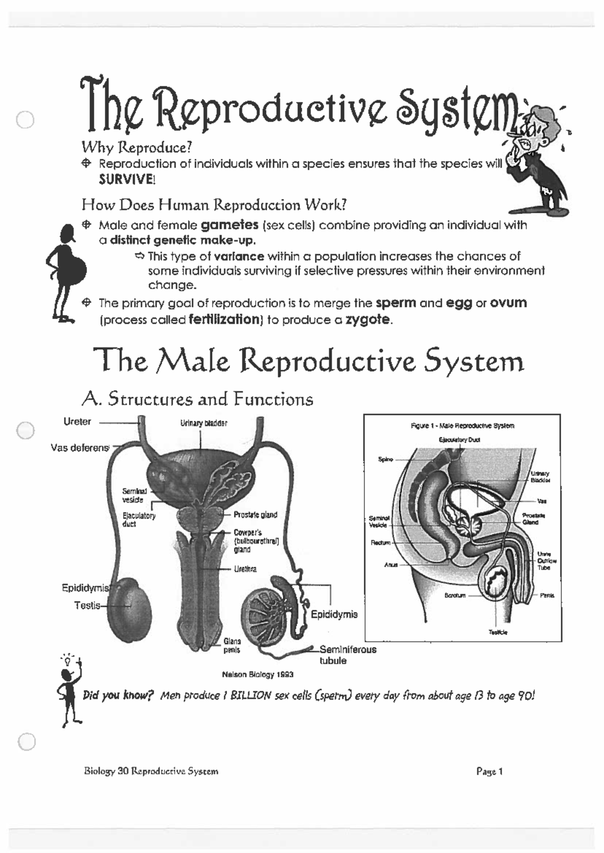 Biology 30 Reproductive System: Comprehensive Study Notes - Studocu