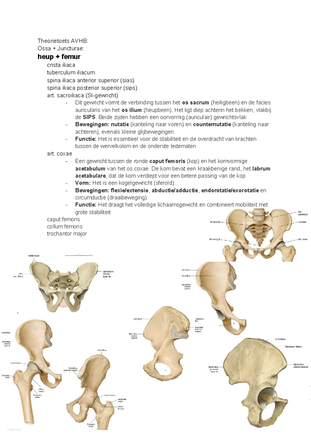 Theorietoets AVHB: Anatomie van de Heup en Bekkenstructuren - Studeersnel