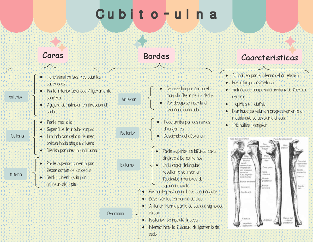 Cubito 2 , osteología, caracteristicas básicas del cúbito. - Caras ...