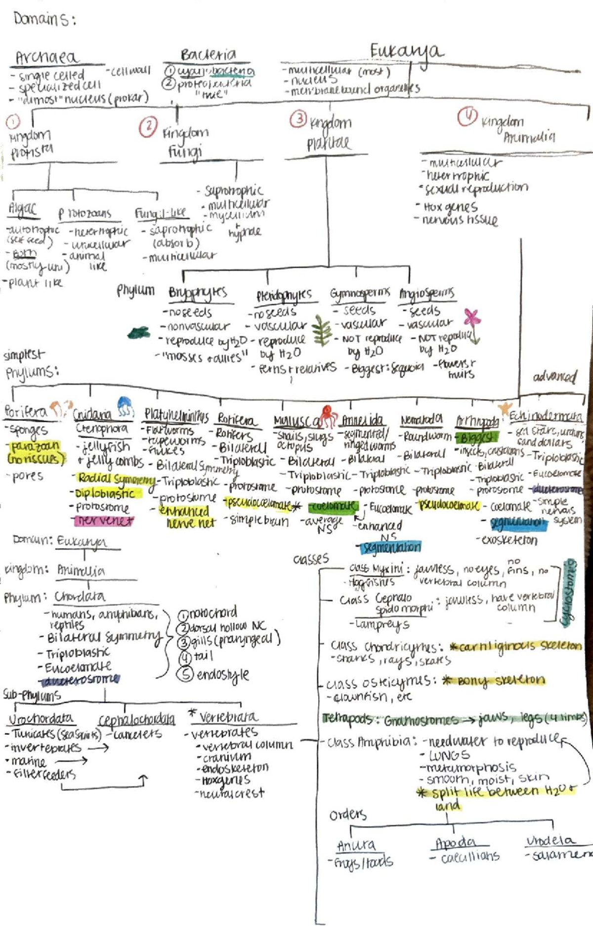 Biology 101: Complete Hierarchy Chart & Venn Diagram Notes - Studocu