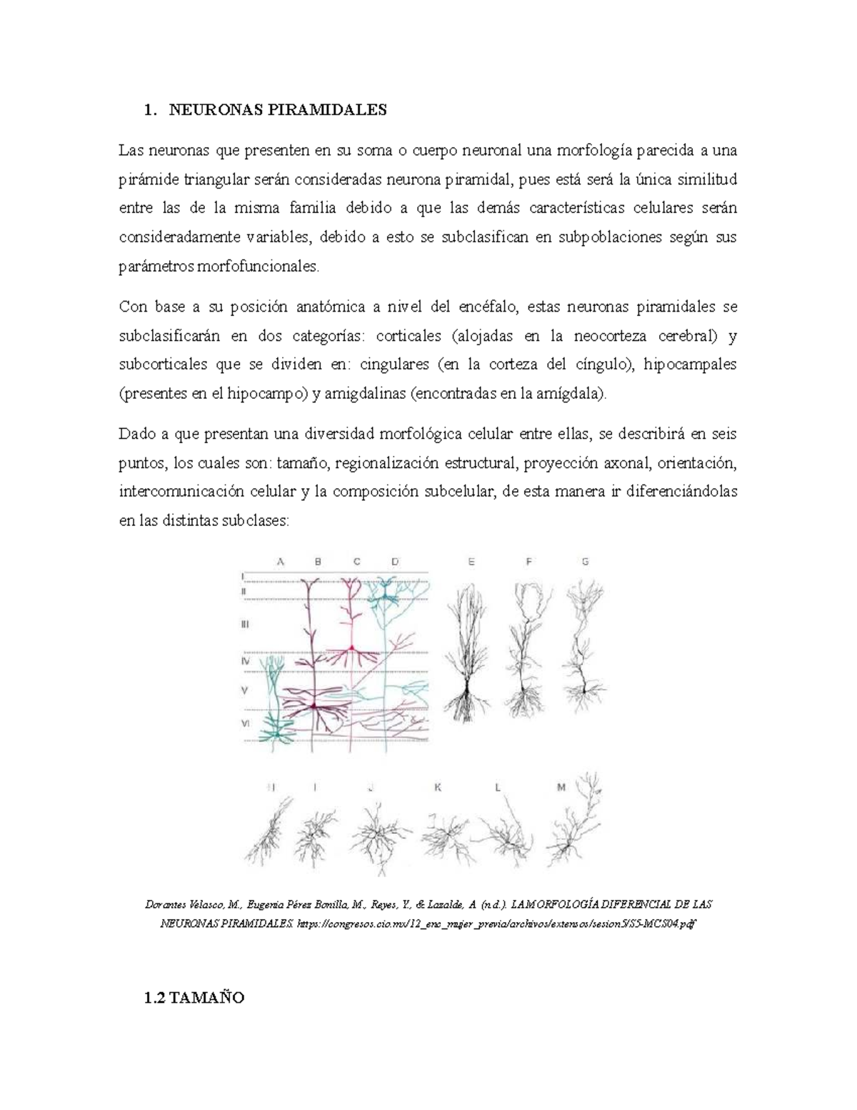Neuronas Piramidales y Estrelladas: Morfología y Funciones - Studocu