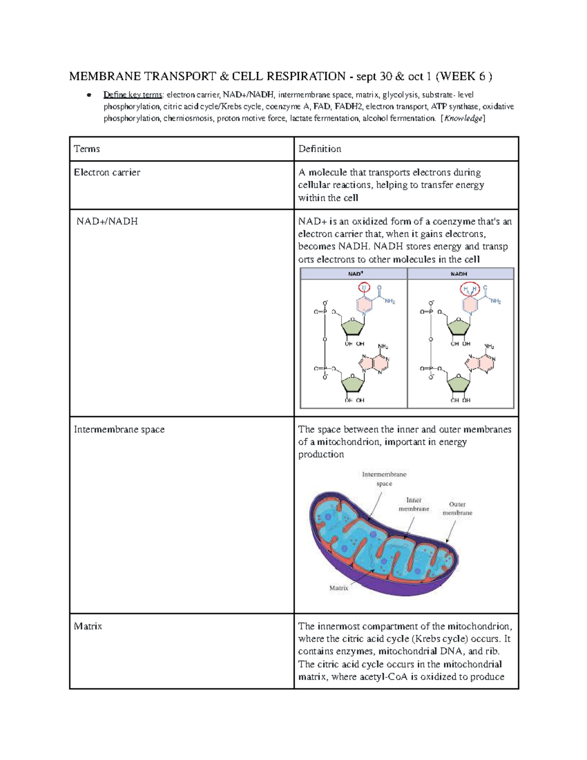 Bio 1000 Midterm 2 Study Guide: Membrane Transport & Cell Respiration ...