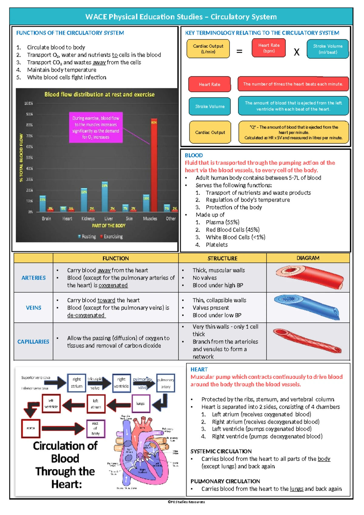WACE Physical Education Studies: Musculoskeletal System Overview - Studocu