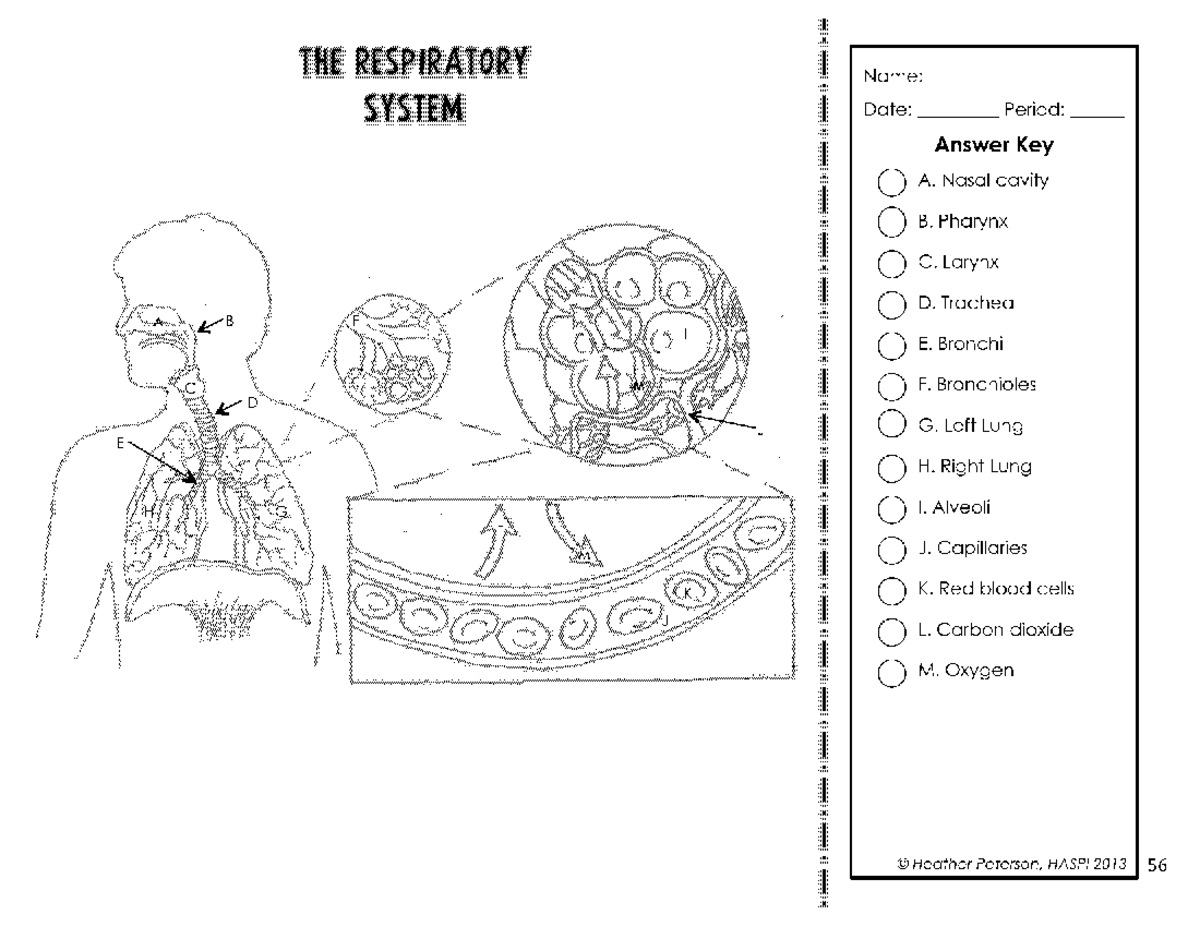 Coloring Activity: Respiratory System Overview (HASPI 2013) - Studocu