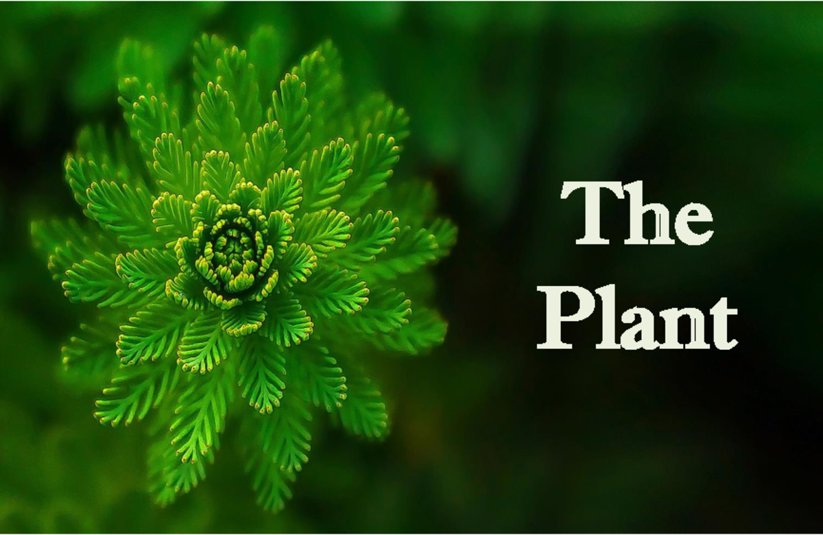 Plant Tissues: Structure, Function, and Types in Botany - Studocu