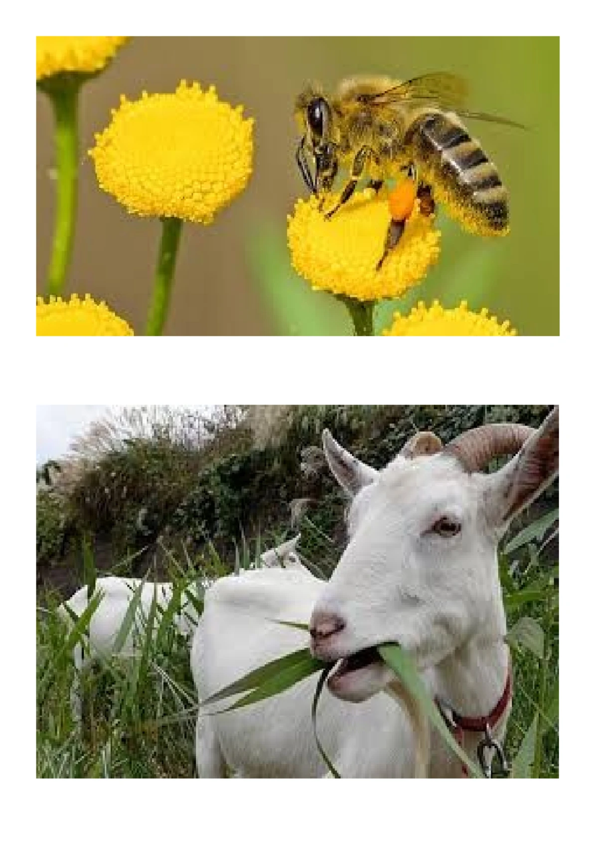 ONE PAGE Report - Contoh opr - MATLAMAT PROGRAM MEMUPUK DAN MENERAPKAN ...