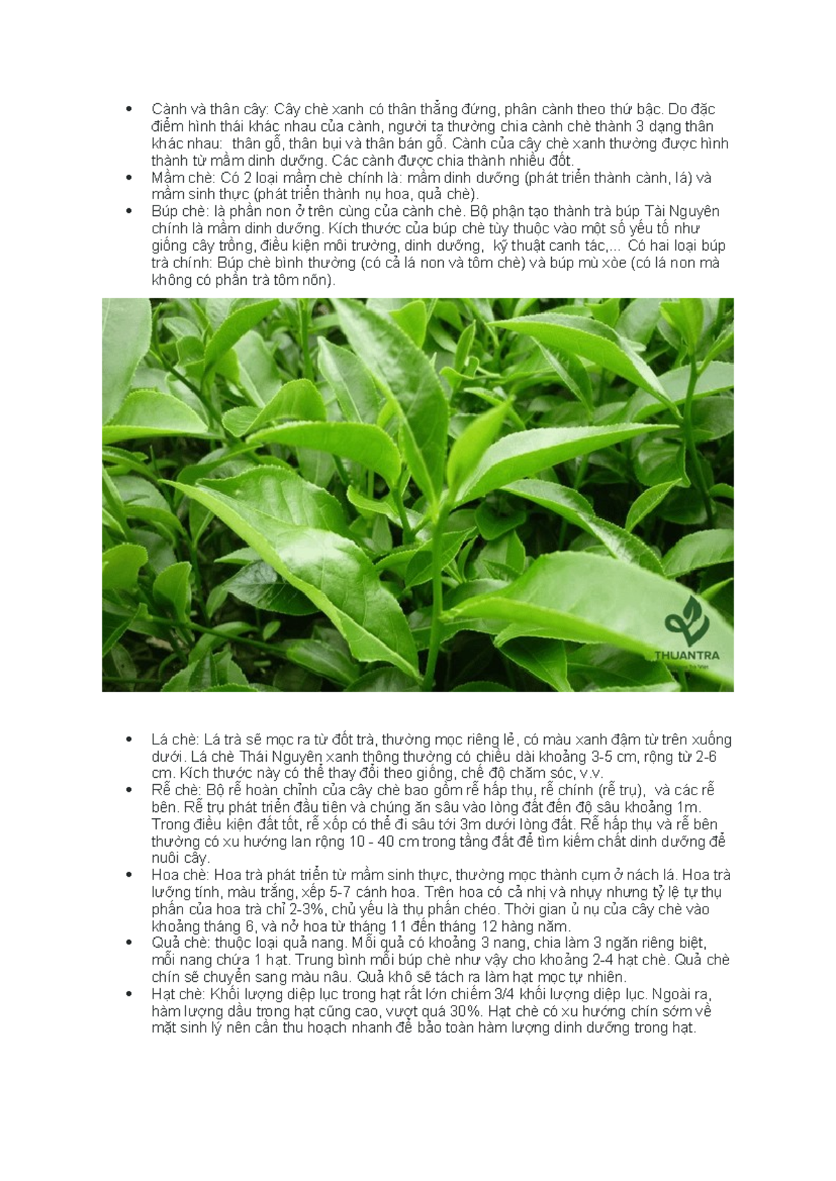 Cành, Thân, và Các Bộ Phận Cây Chè Xanh: Tài Liệu HHH - Studocu