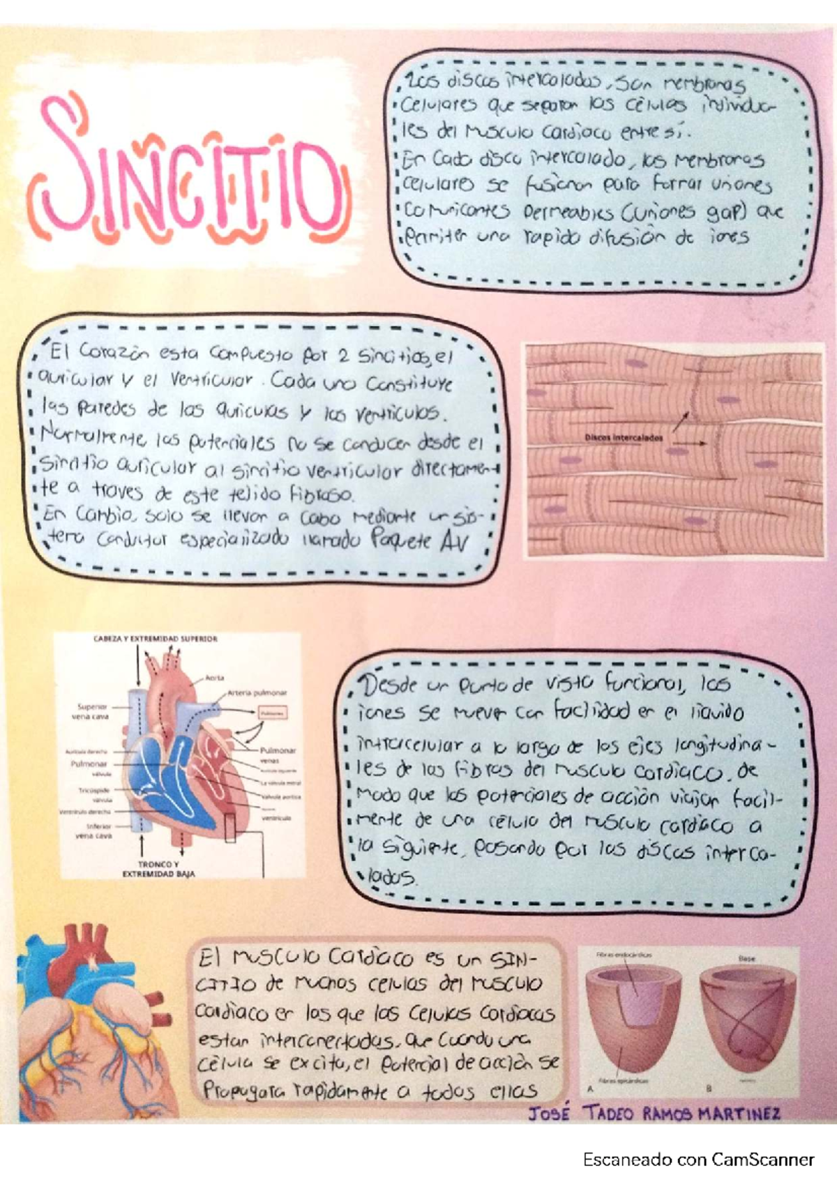 Infografía del Sincitio - Tadeo Ramos - Los discus intercolodus Son ...