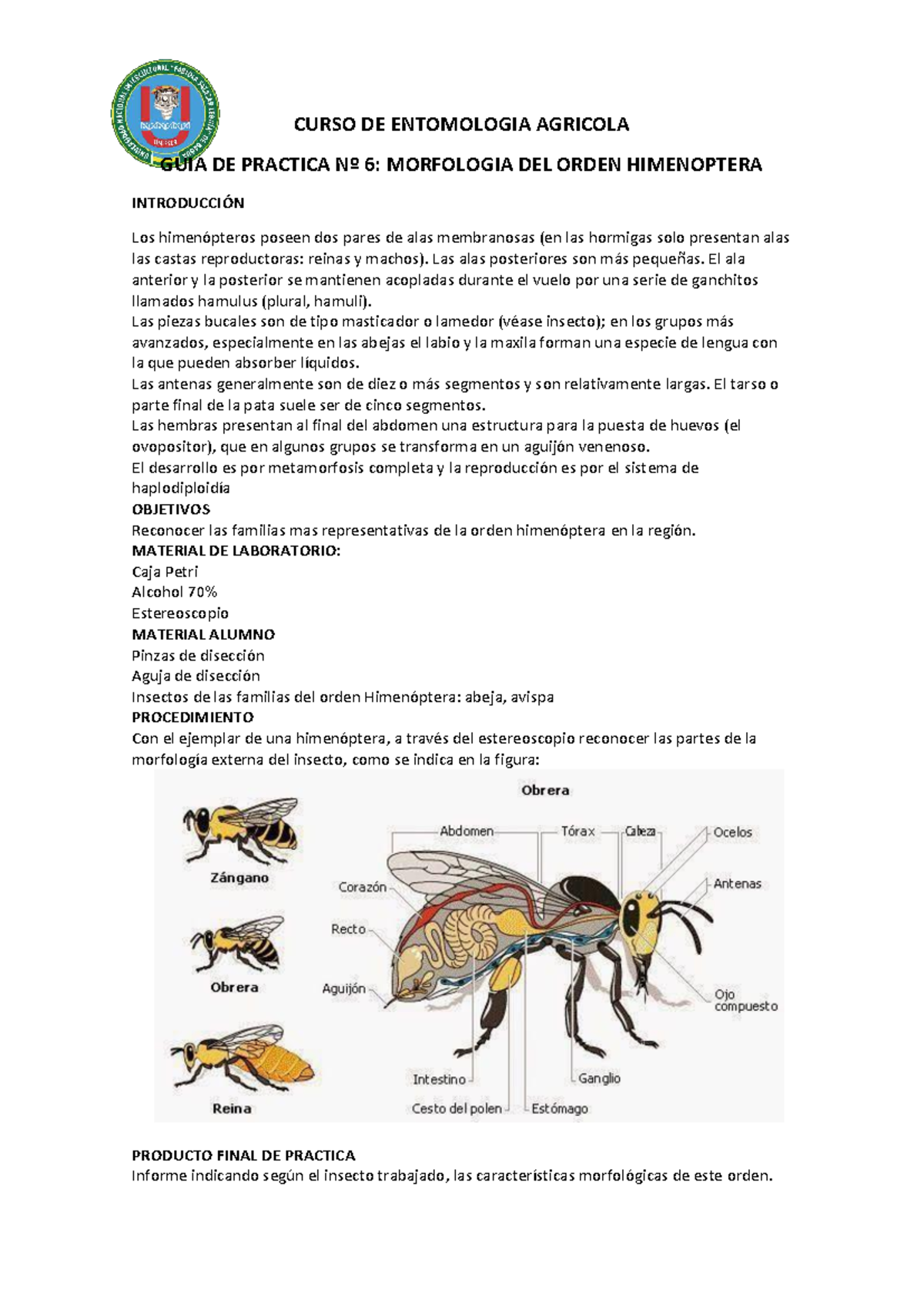 Guía de Práctica Nº 6: Morfología del Orden Himenóptera - Entomología ...