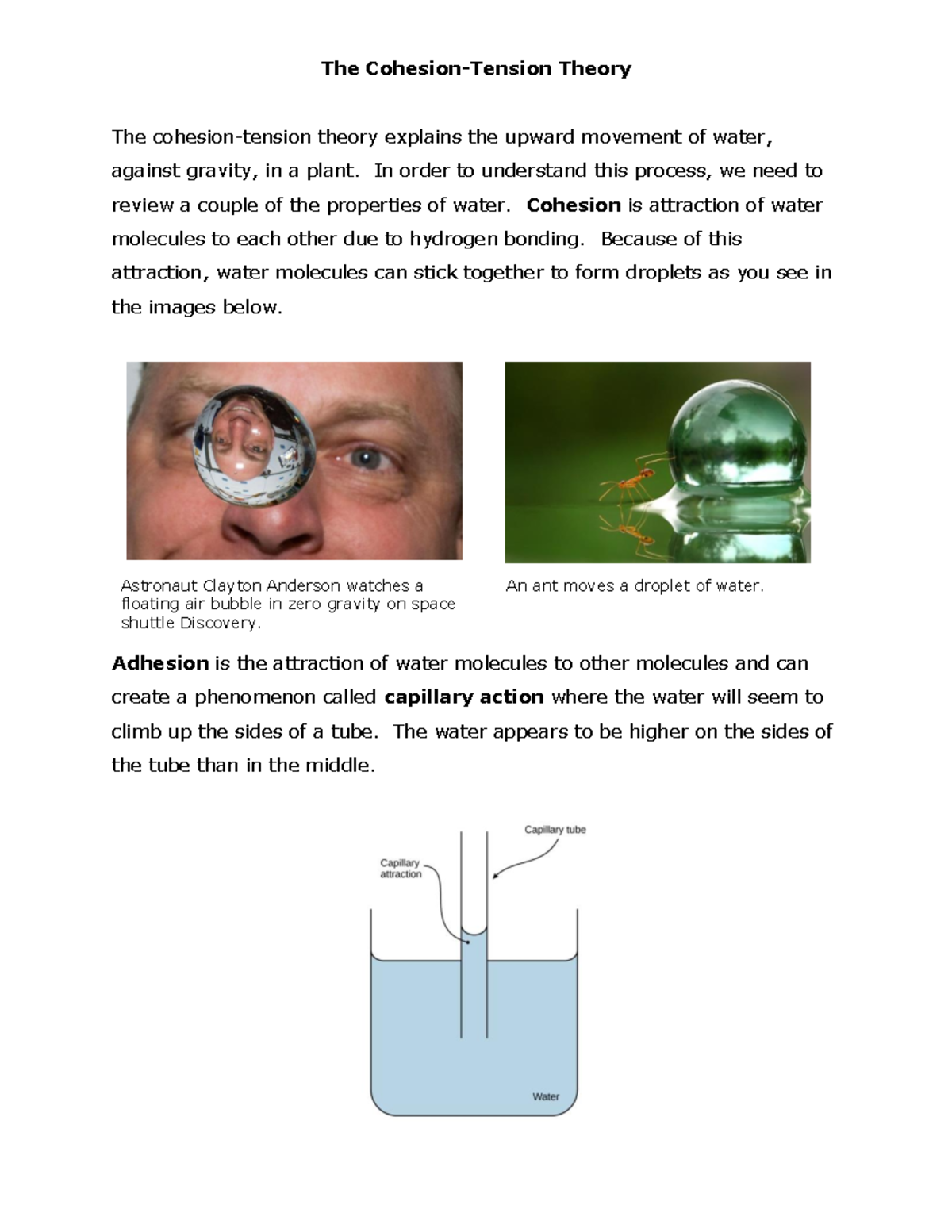 Cohesion And Adhesion Theory In Plants