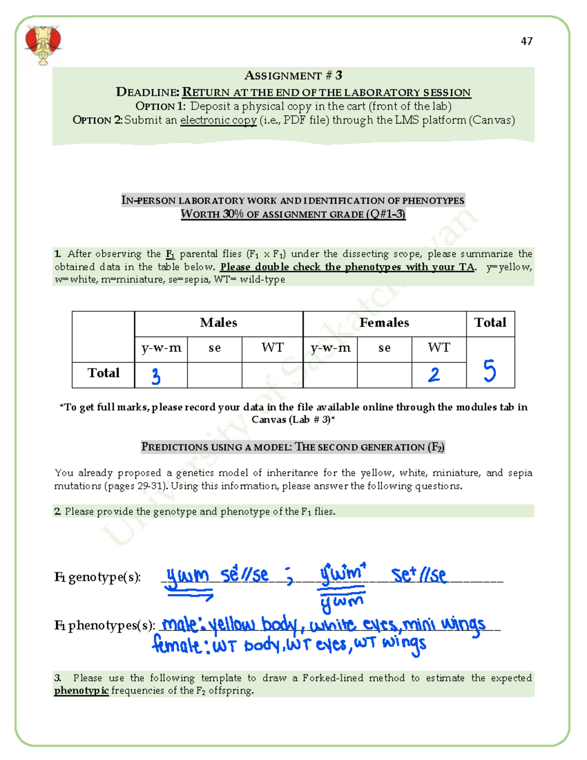Biol 226 Lab 3 - Genetics Assignment on Phenotype Identification - Studocu