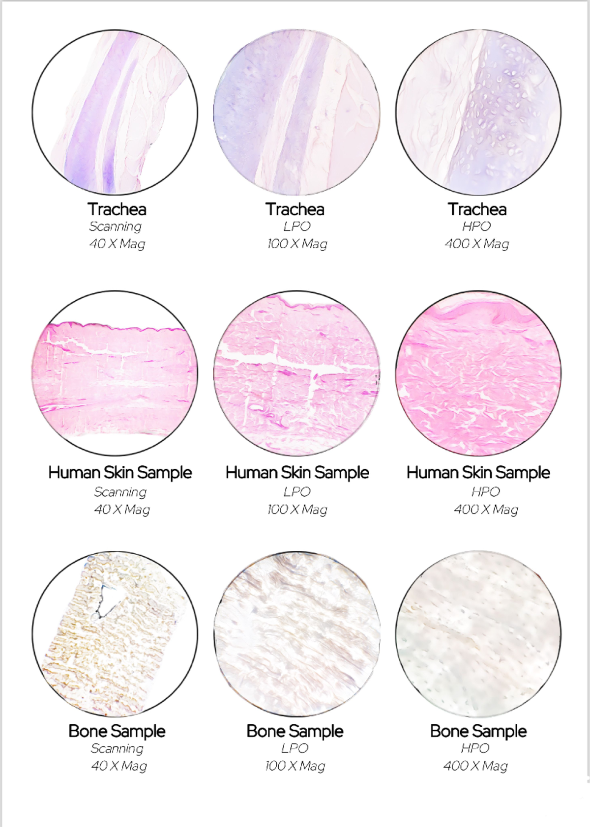 Connective Tissue samples - Trachea Trachea Trachea Scanning LPO HPO 40 X Mag 100 X Mag 400 X ...