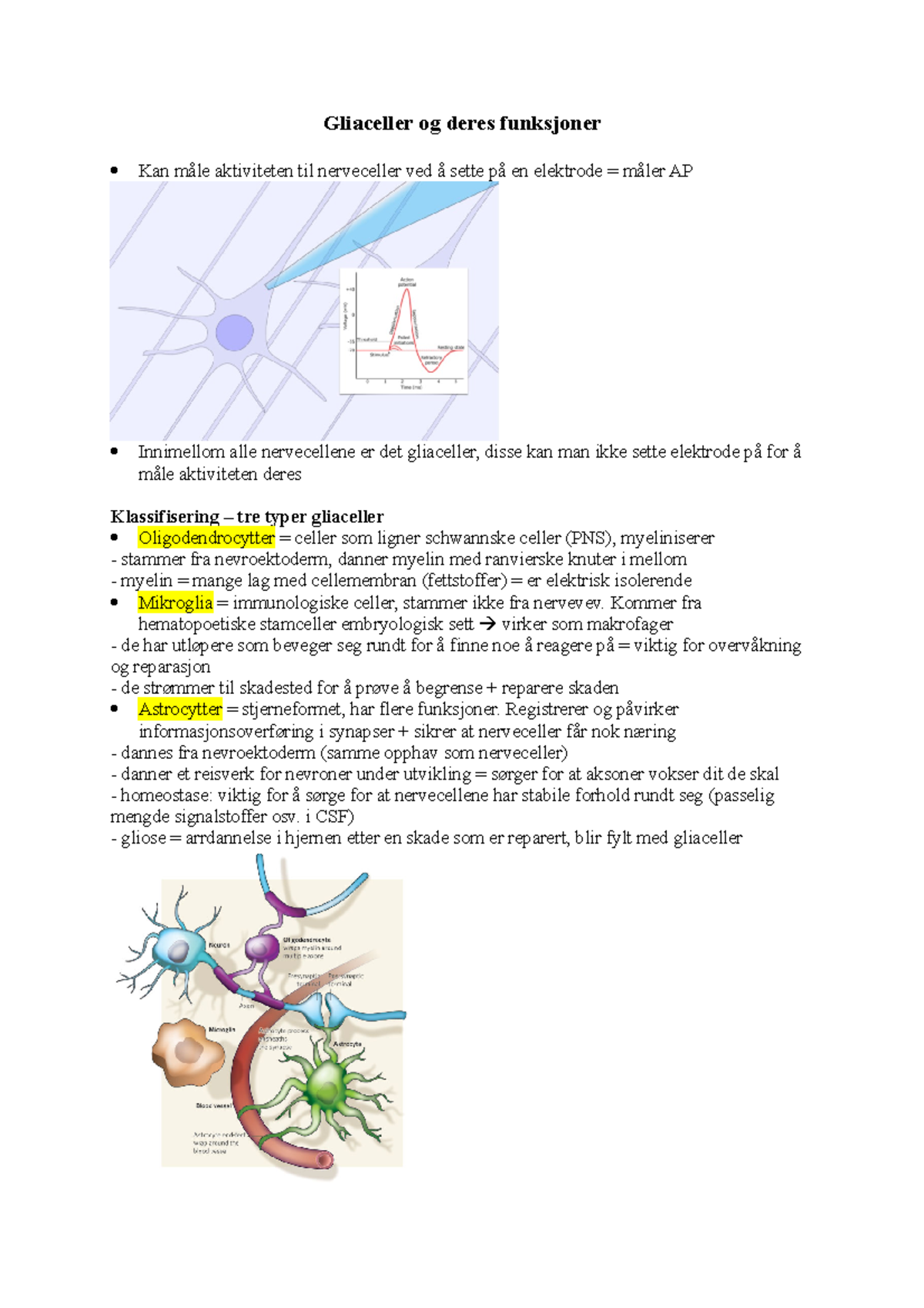 Gliaceller: Funksjoner og Klassifisering i Nervesystemet - Studocu