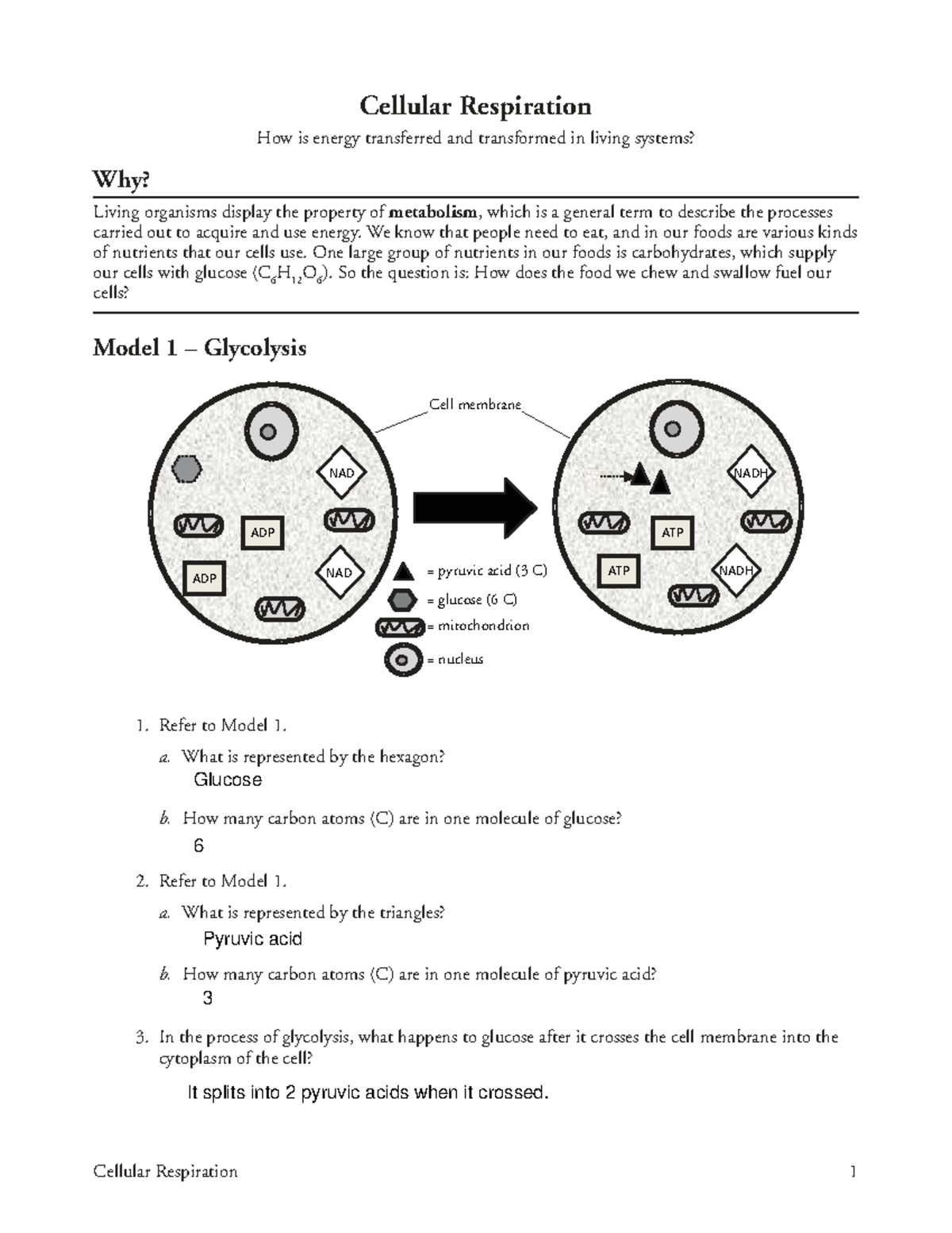 Cellular Respiration: Energy Transfer in Living Systems (BIO 13) - Studocu