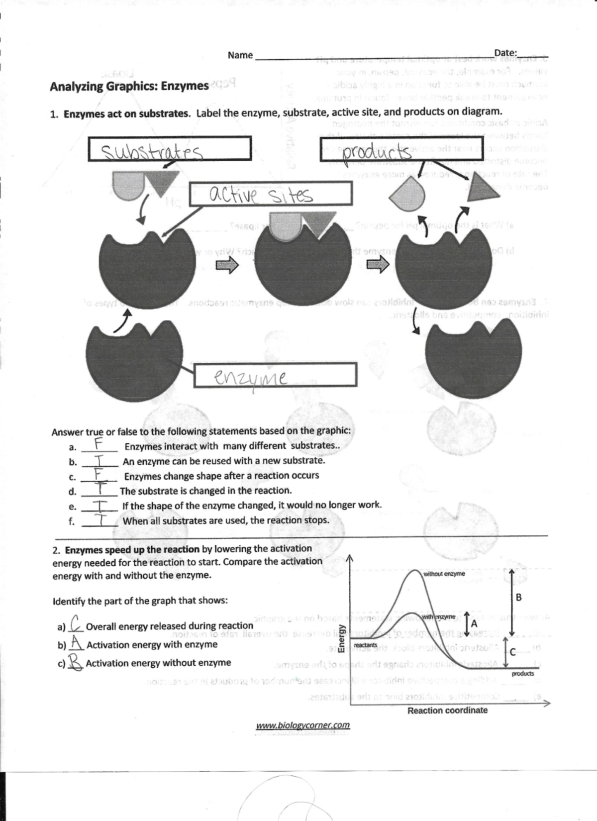 Analyzing Enzymes: A Graphic Study - Science 101 Notes - Studocu