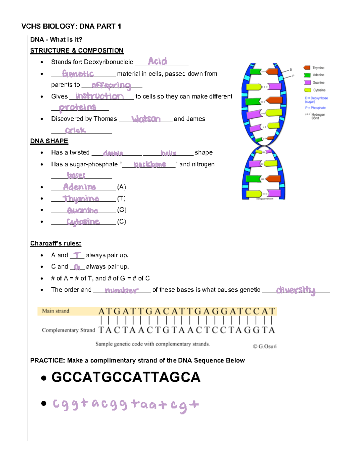 VCHS BIOLOGY: DNA STRUCTURE & REPLICATION NOTES - VCHS BIOLOGY: DNA ...