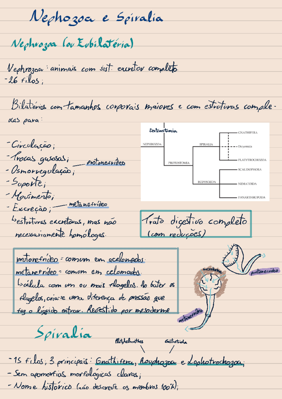 Nephrozoa e Spiralia 240423 235641 - Nephozoa e Spiralia Nephrozoa lou ...