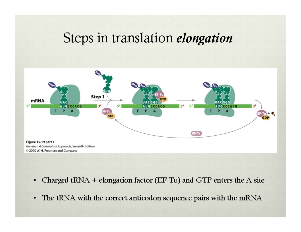 Biology Exam 2 Review: DNA Replication & Translation Processes - Studocu