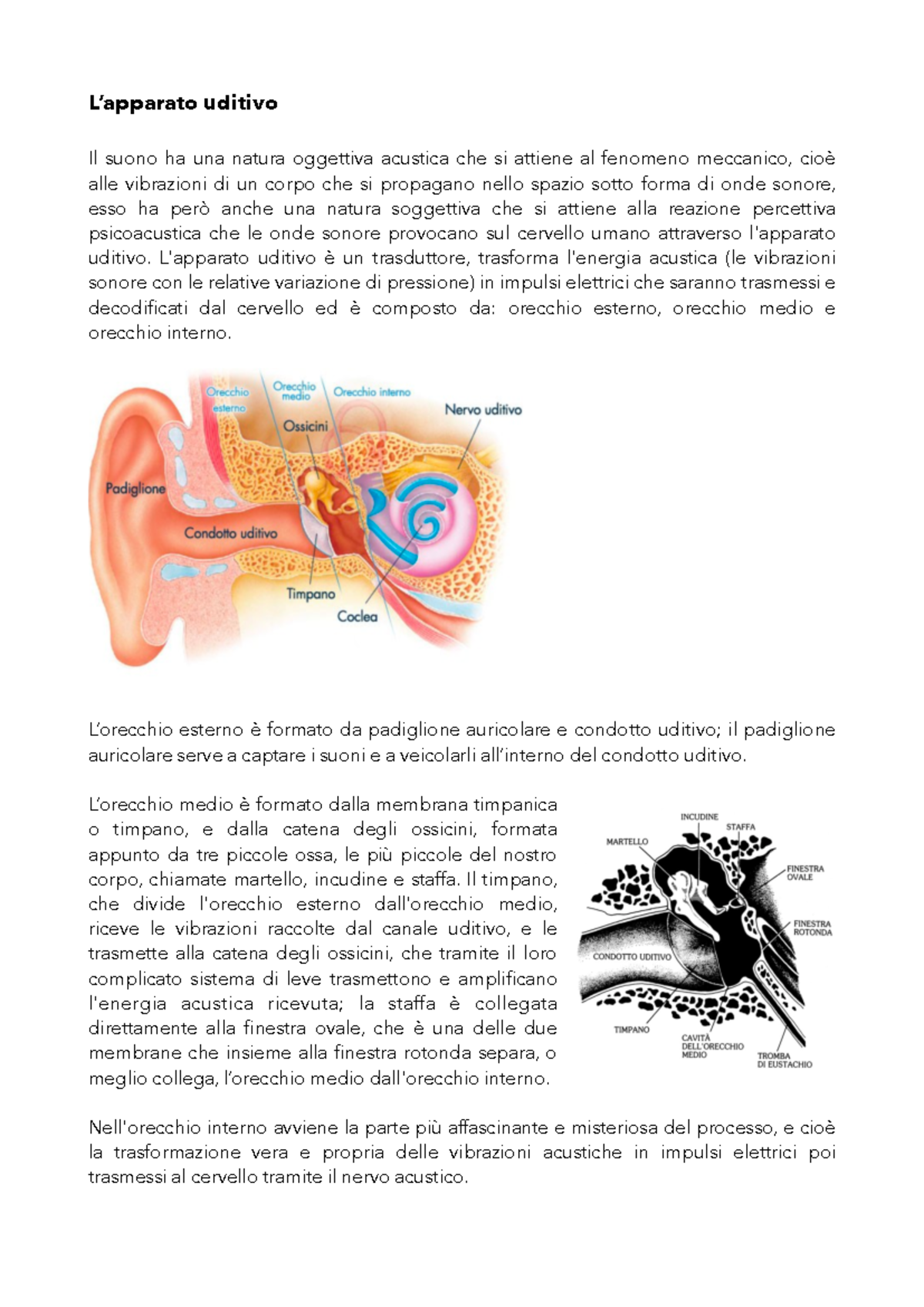 Lezione 3: Comprensione dell'Apparato Uditivo e delle Onde Sonore - Studocu