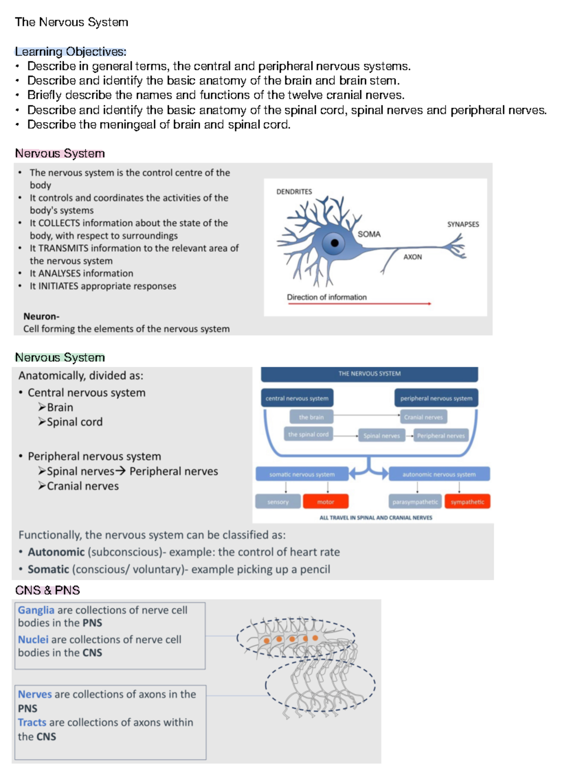 Nervous System Overview: CNS, PNS, Brain Anatomy, & Cranial Nerves ...