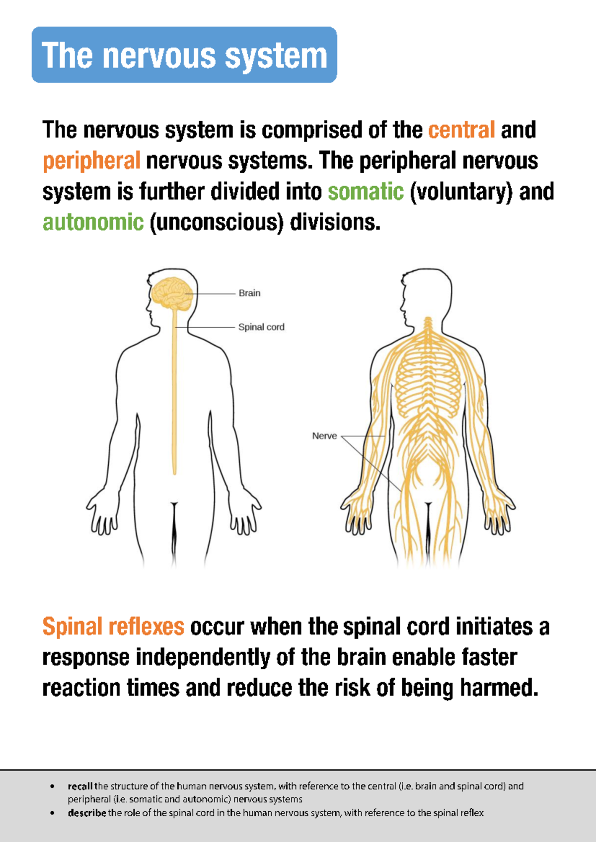 Psychology Summary: Nervous System, Memory & Perception (Units 3 & 4 ...