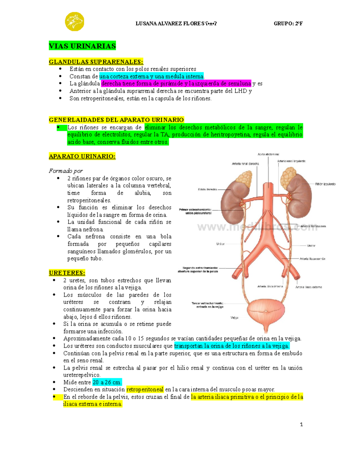 Anatomía de las Vías Urinarias: Riñones, Uréteres y Vejiga - LUSANA ...