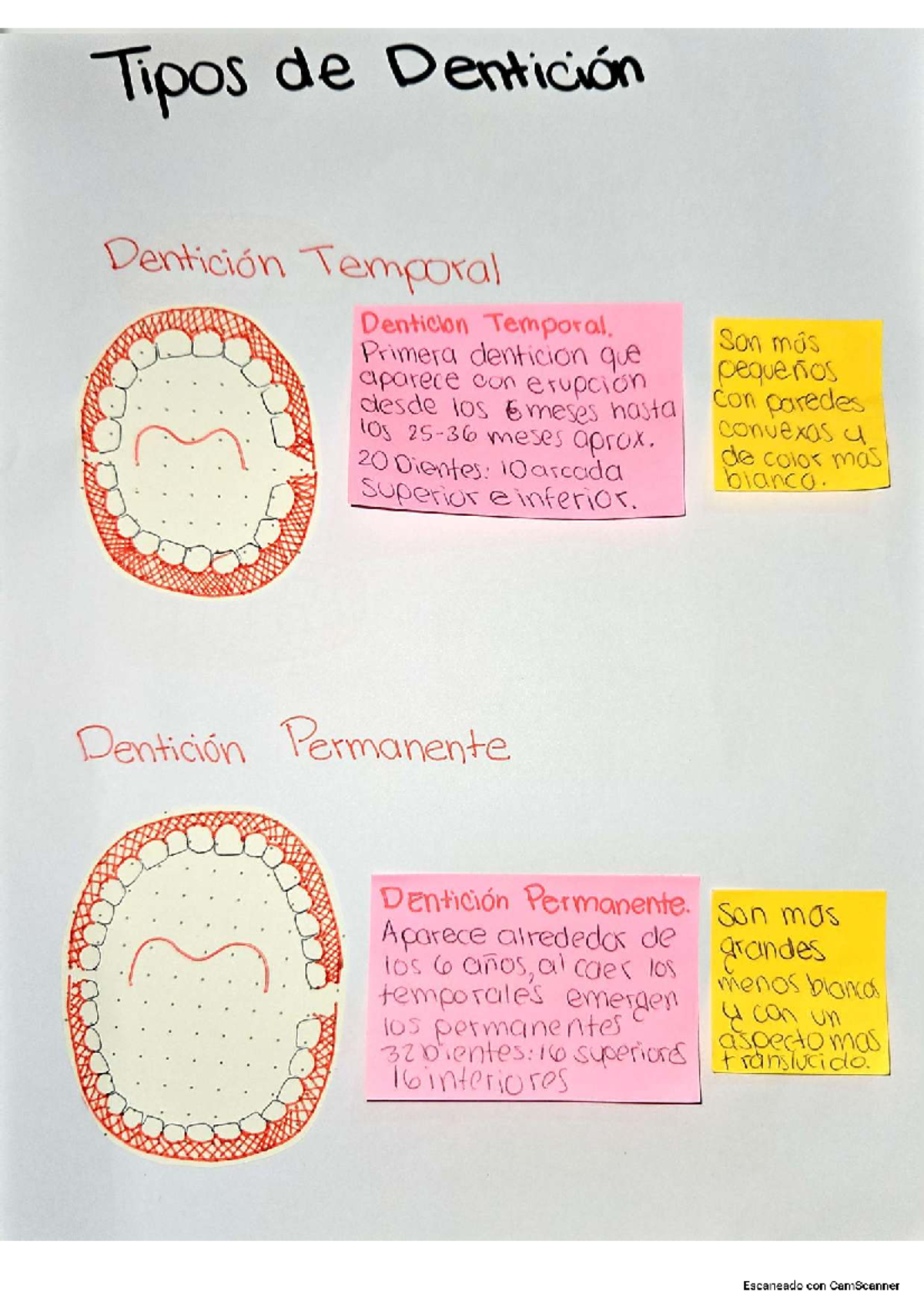 Tipos de Dentición: Temporal y Permanente en Antropología - Studocu